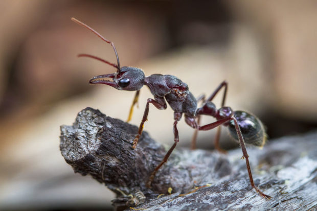 World’s fastest ant clocks nearly a meter per second | Inquirer News