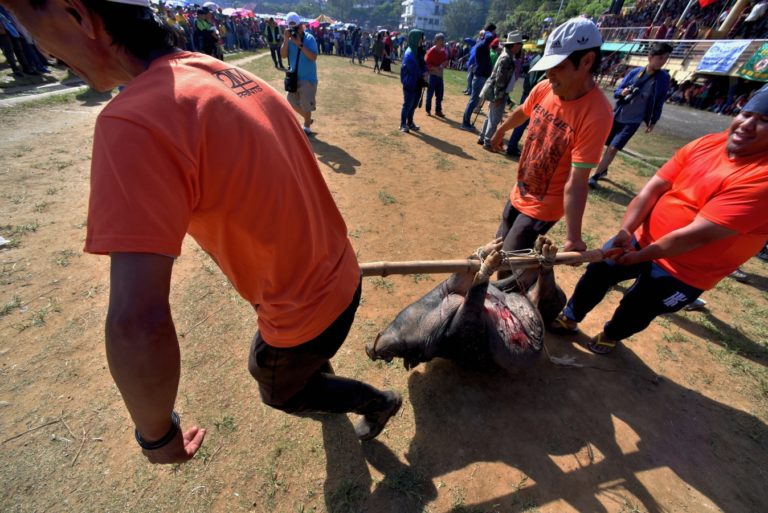 Benguet 'avang' sustains ritual ties to swine trade | Inquirer News
