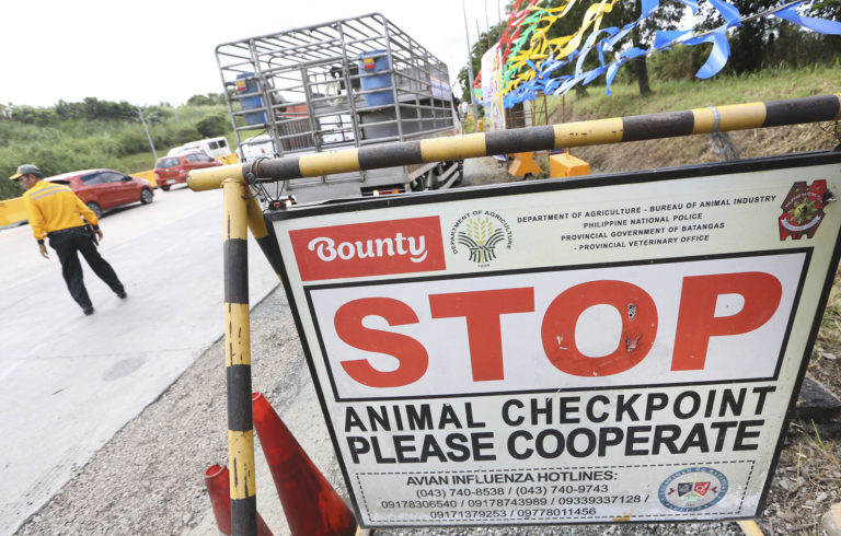 More areas in Ilocos Norte heighten watch vs ASF | Inquirer News