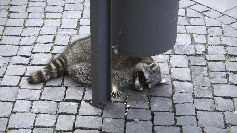 Drunk raccoon shot dead after being rescued | Inquirer News