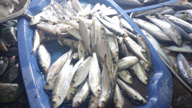 Tawilis fishing in Taal Lake resumes in May | Inquirer News