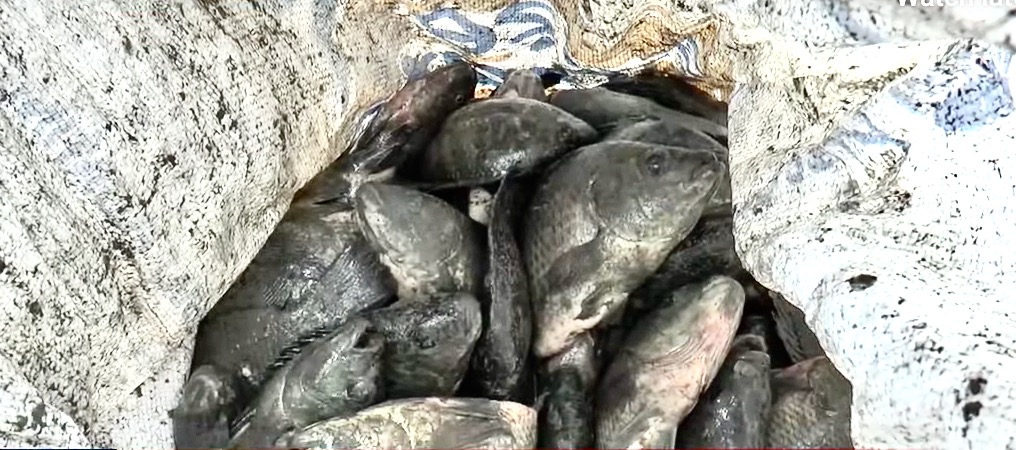 WATCH: Volcanic activity kills fish in Taal Lake | Inquirer News