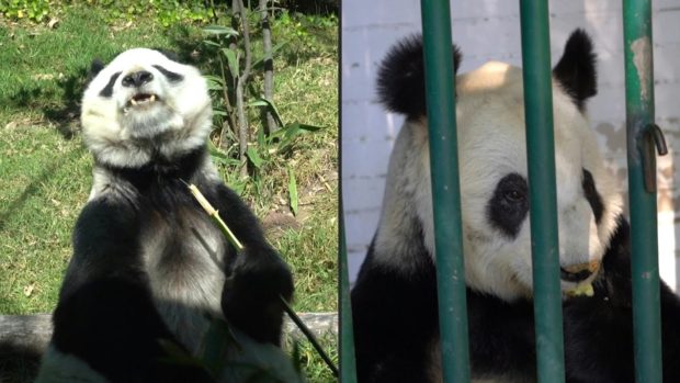Mexico's giant pandas are Chinese in name only | Inquirer News