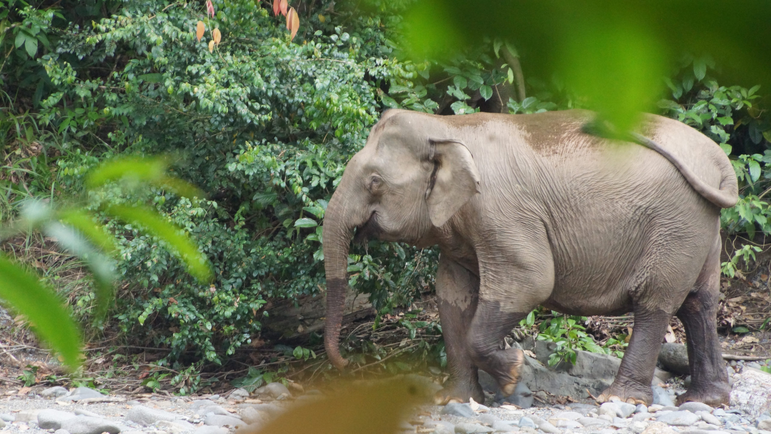 Sabah approves 10-year elephant conservation plan | Inquirer News