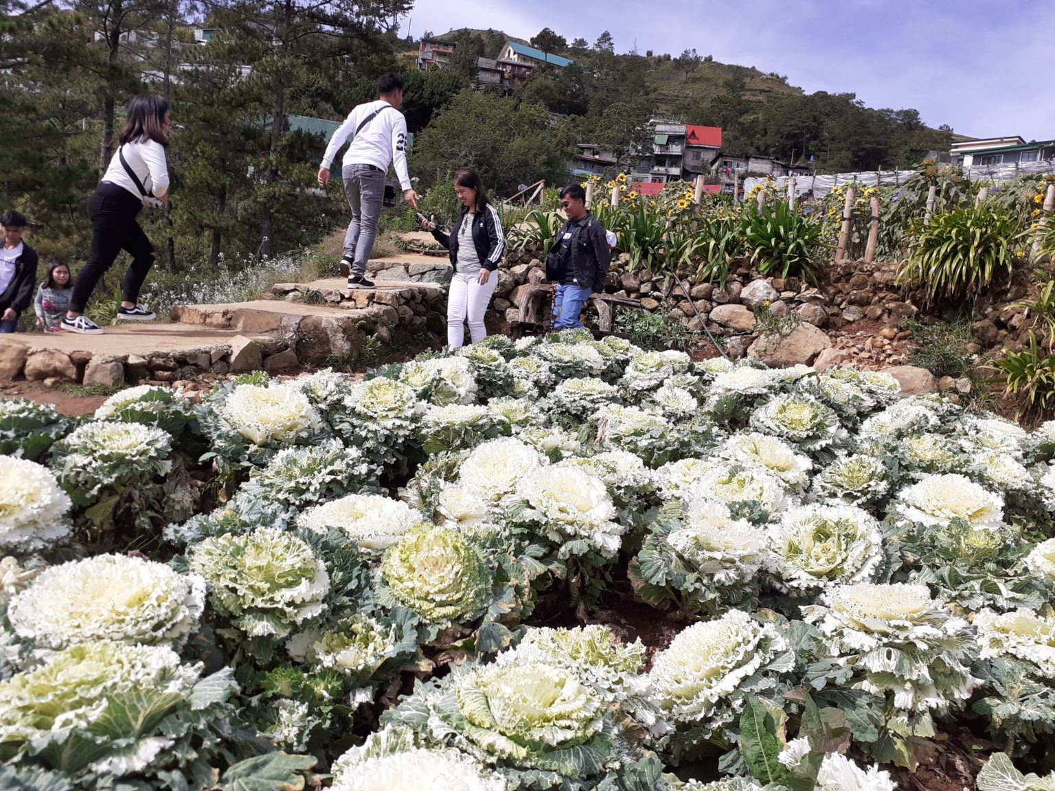 Benguet's Atok town lifts ban on tourism | Inquirer News