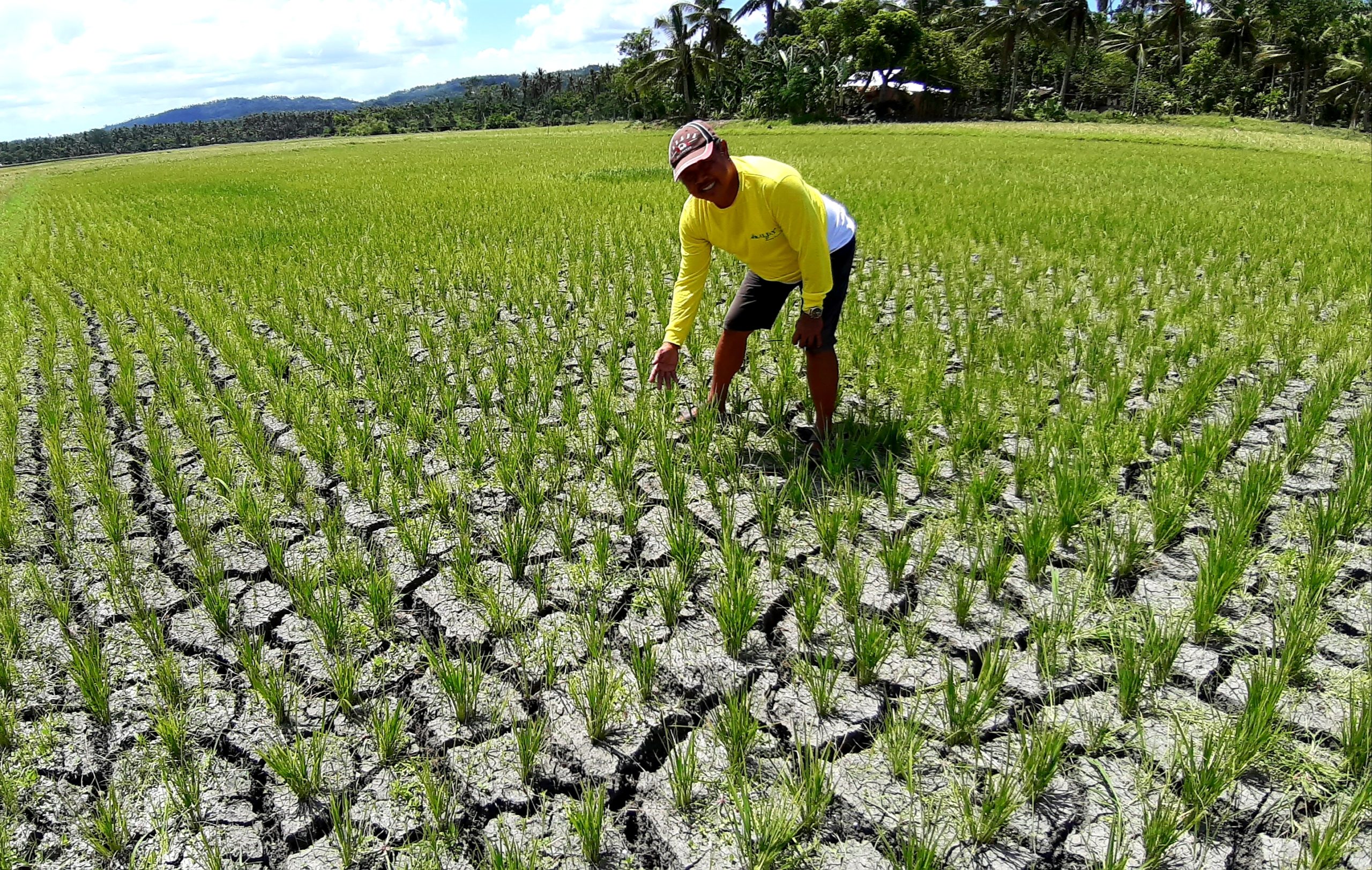 Gene in mutant rice identified | Inquirer News