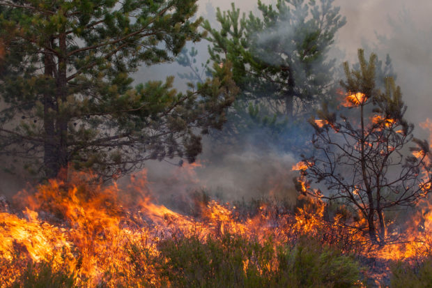 Eastern Samar town mayor cries SOS vs forest fire | Inquirer News