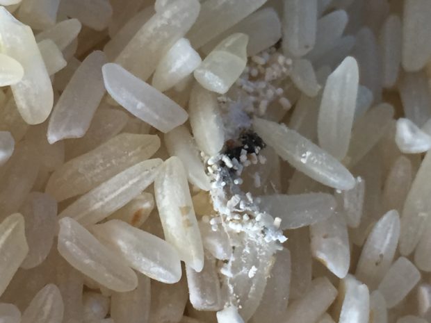 Zambales village head apologizes for distributing tainted rice ...