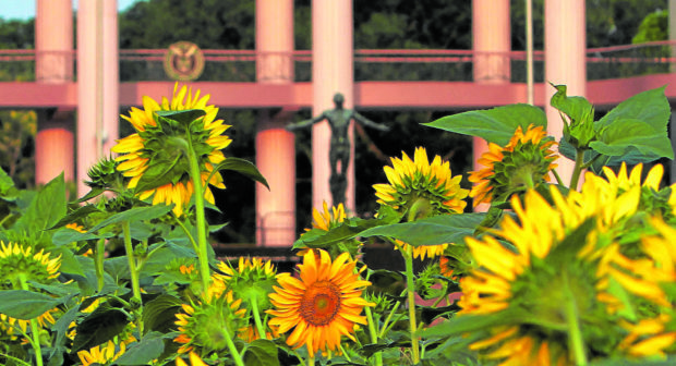 UP’s graduation tradition of planting sunflowers endures despite COVID ...