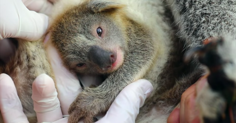 WATCH: Australian park rejoices in birth of first baby koala since ...