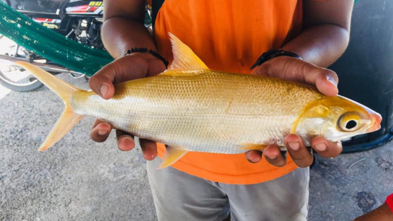 LOOK: Golden bangus found in Dagupan turned over to gov't | Inquirer News