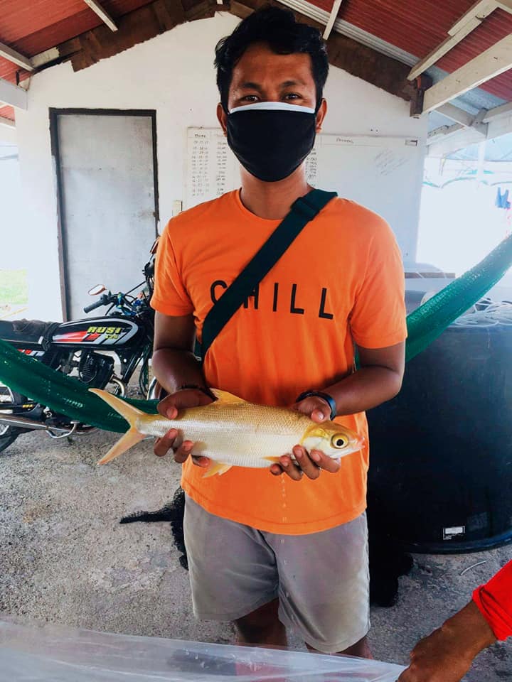 LOOK: Golden bangus found in Dagupan turned over to gov't | Inquirer News