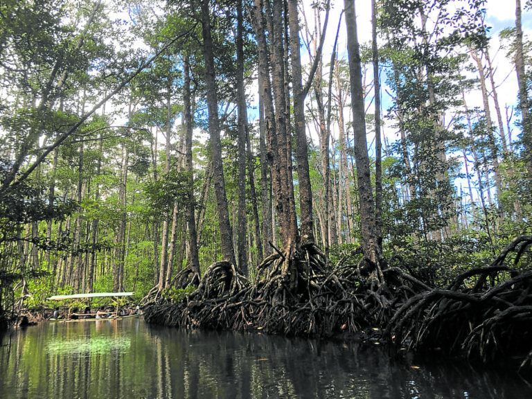 DENR to Congress: Rush law to protect forest rangers | Inquirer News