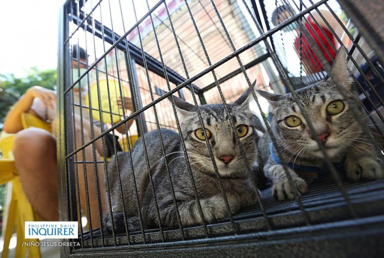 DOH: Rabies claimed three lives in Bicol region | Inquirer News