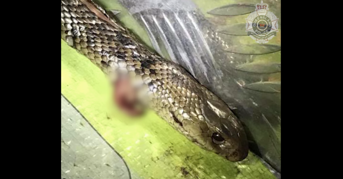 WATCH: Man caught speeding was fighting deadly snake in truck ...