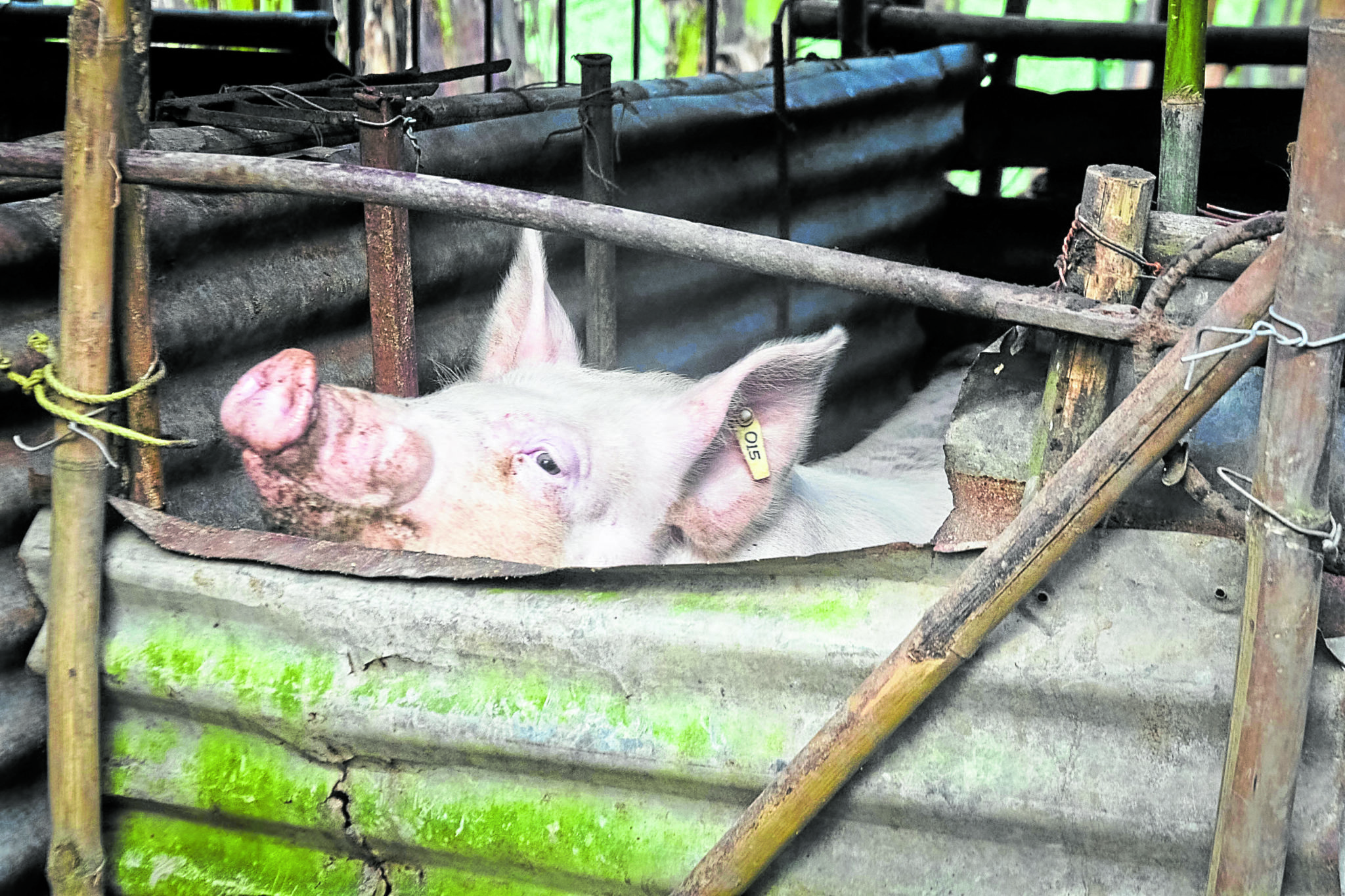 Swine fever’s return in Laguna farms jacks up pork prices | Inquirer News