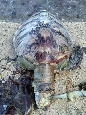 Endangered green sea turtle found dead in Bohol town | Inquirer News