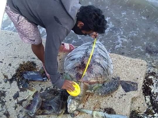 Endangered green sea turtle found dead in Bohol town | Inquirer News