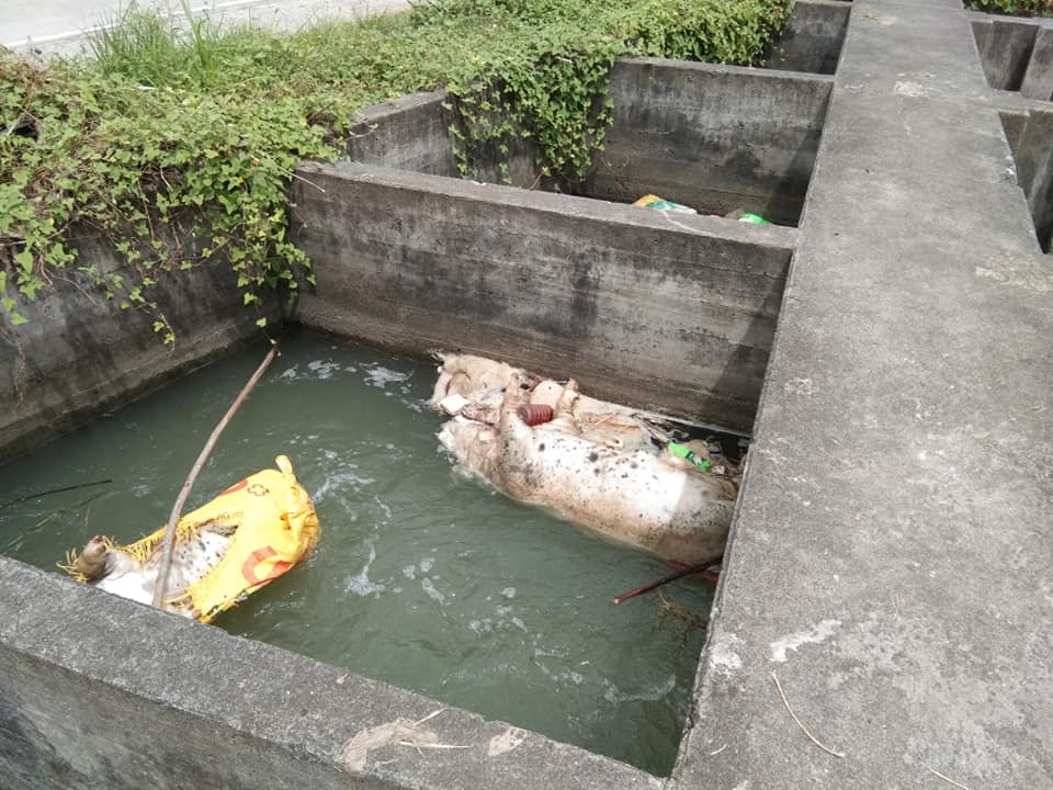 Dead pigs believed infected with ASF dumped in irrigation canal ...