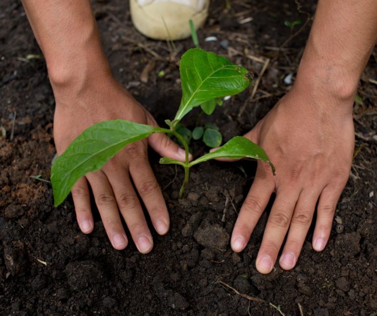 DENR: Over 90,000 seedlings planted in 205 areas for Arbor Day