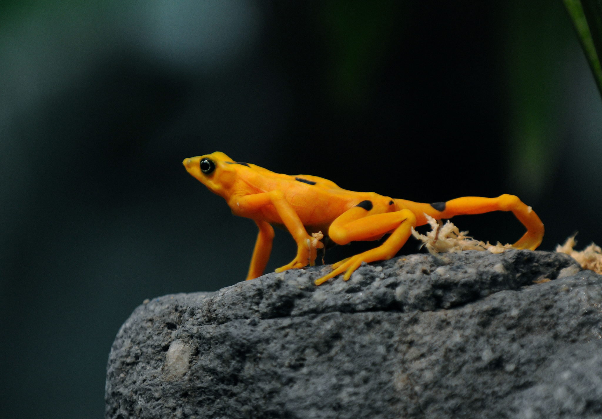 'Super fungus' threatens last Panamanian golden frogs | Inquirer News