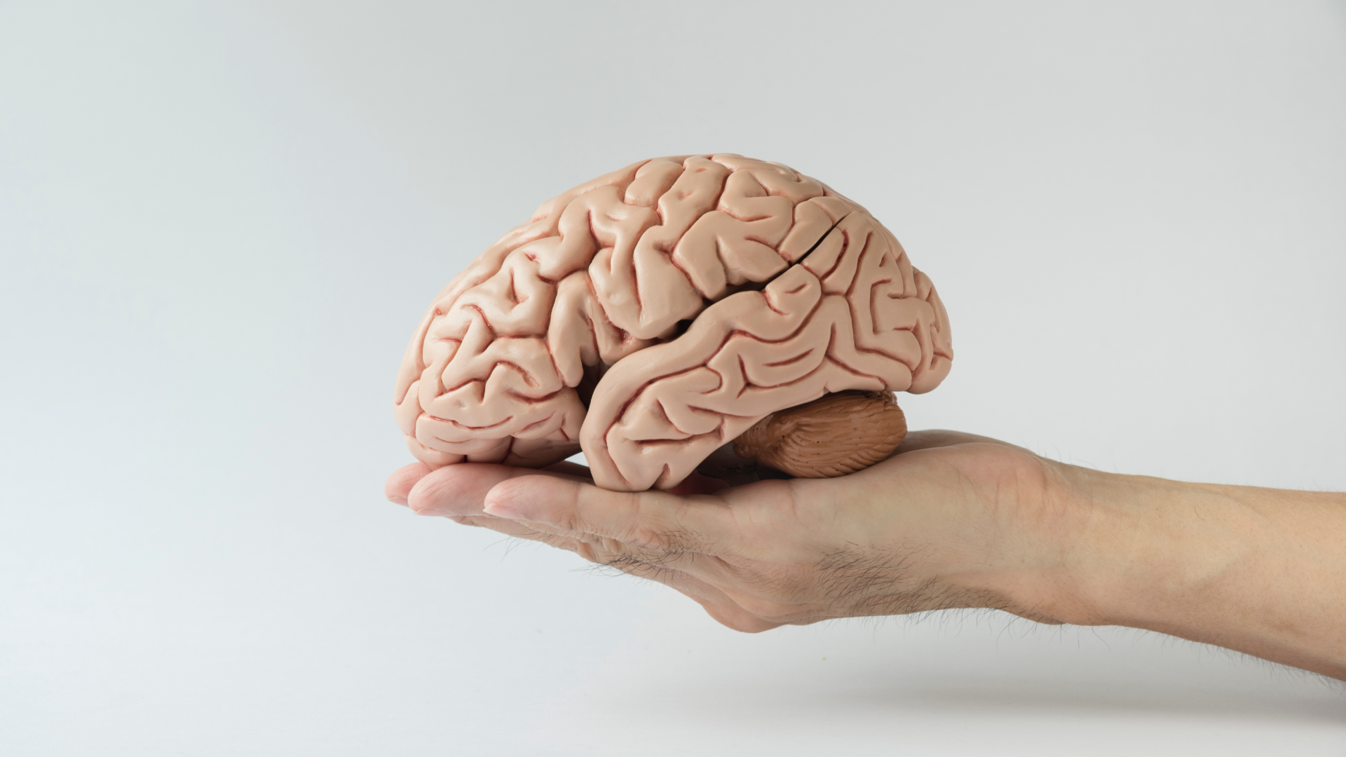 Construction worker finds brain while walking on beach | Inquirer News