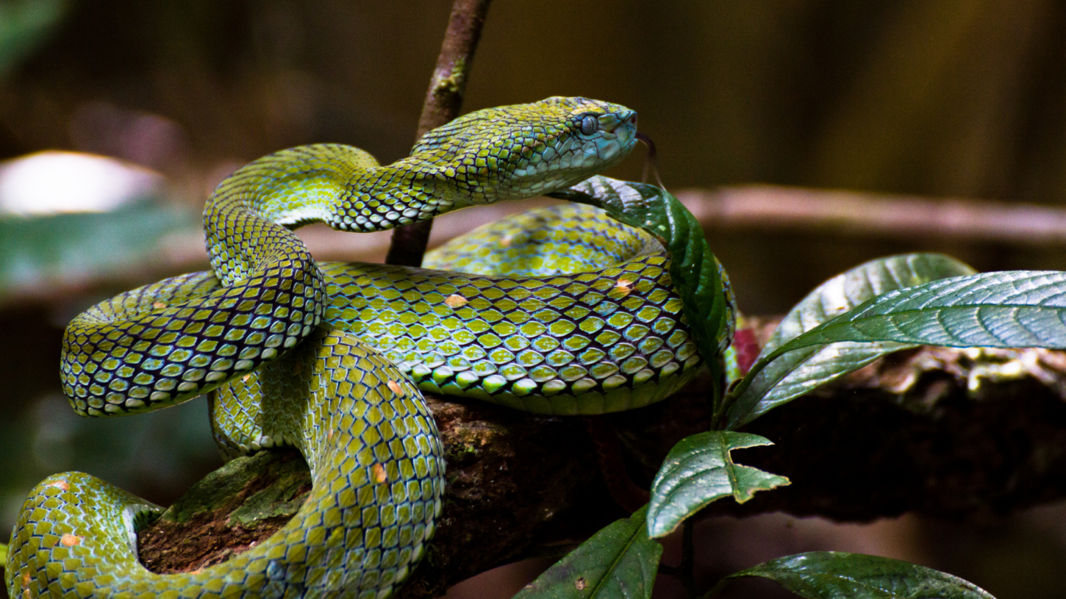 Constricting or constrictor? Man uses snake as face mask | Inquirer News