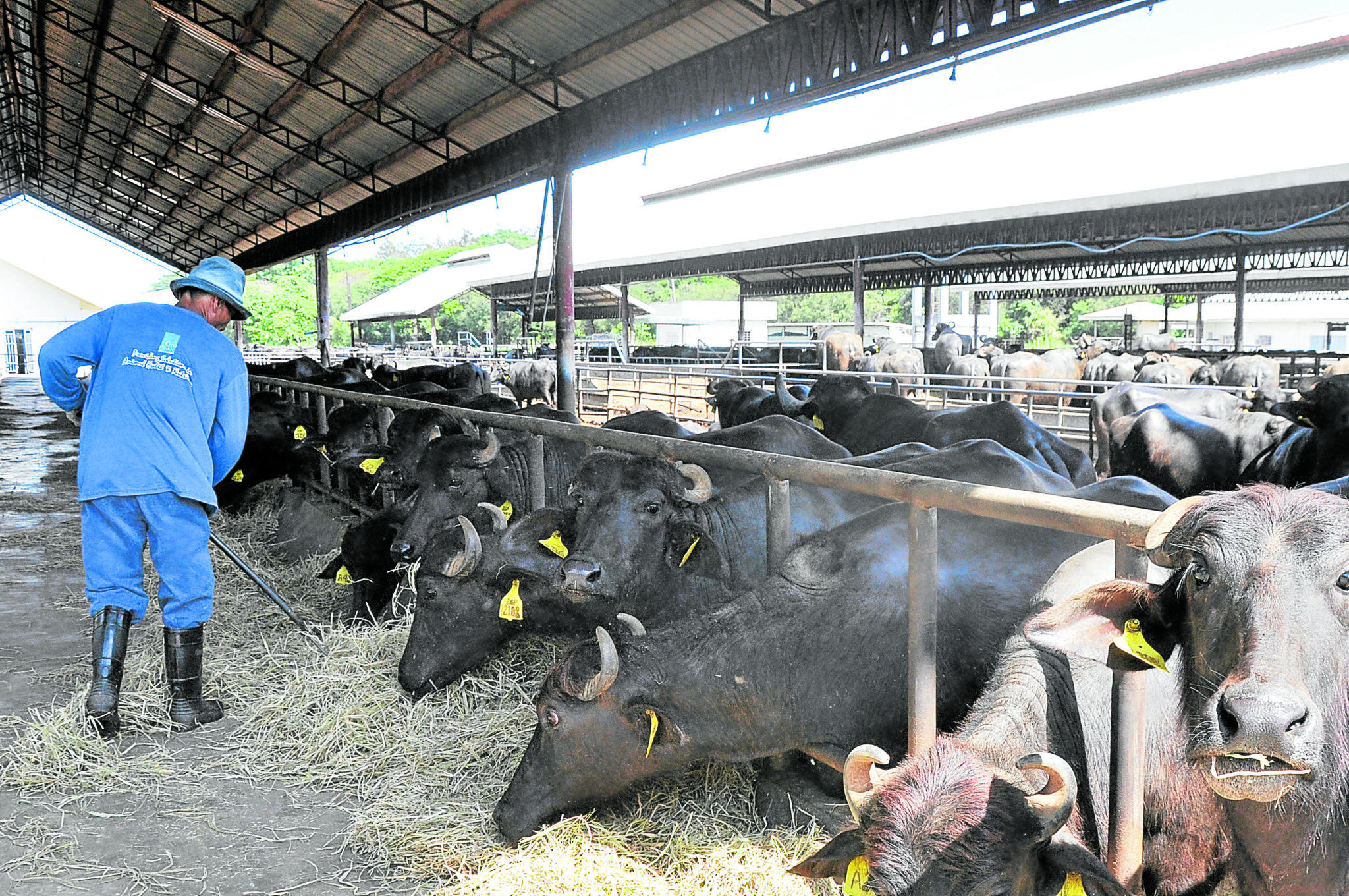 DA program seeks to boost sustainable ruminant production | Inquirer News