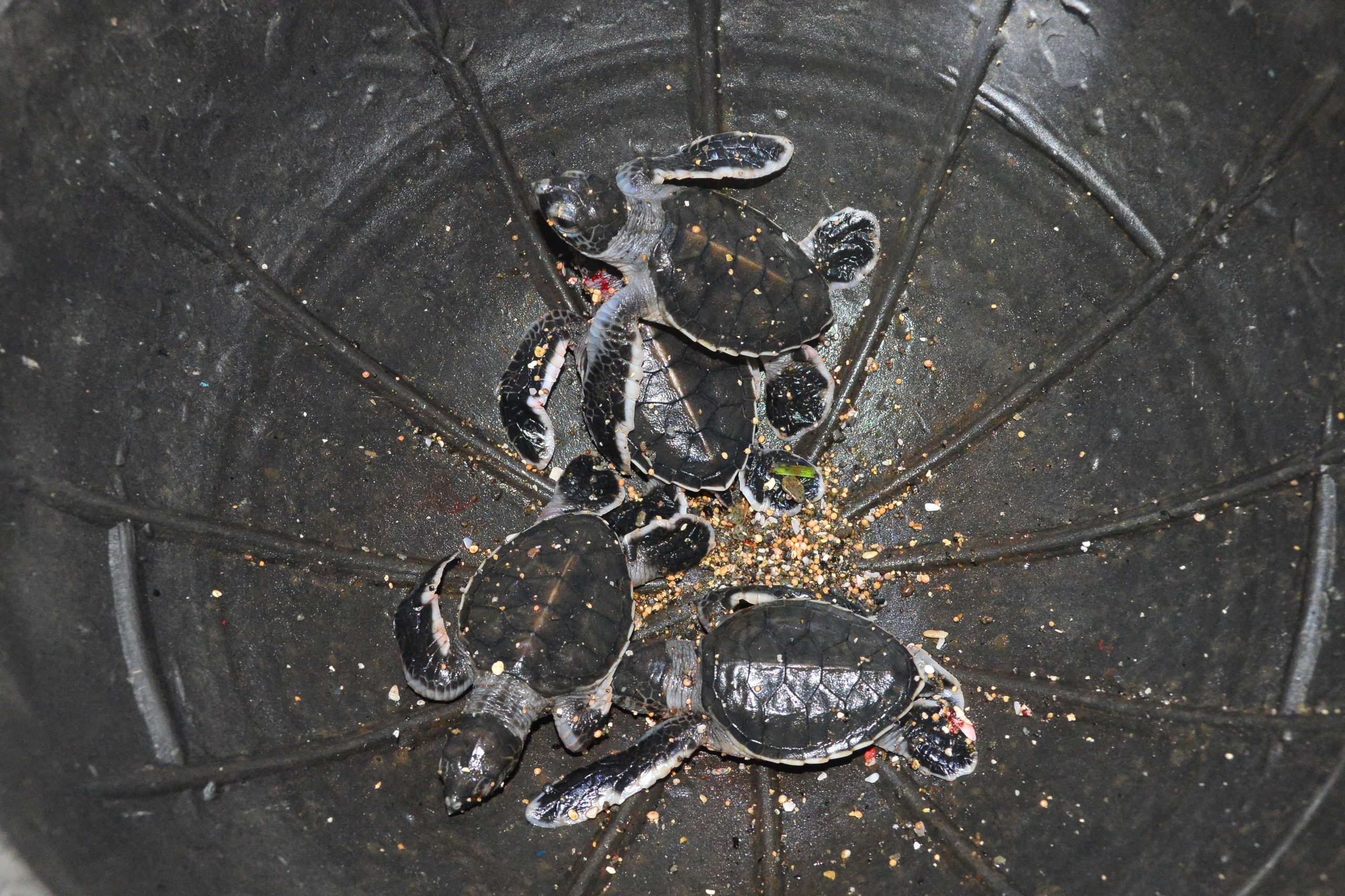 25 green sea turtle hatchlings sent back home in Batanes | Inquirer News