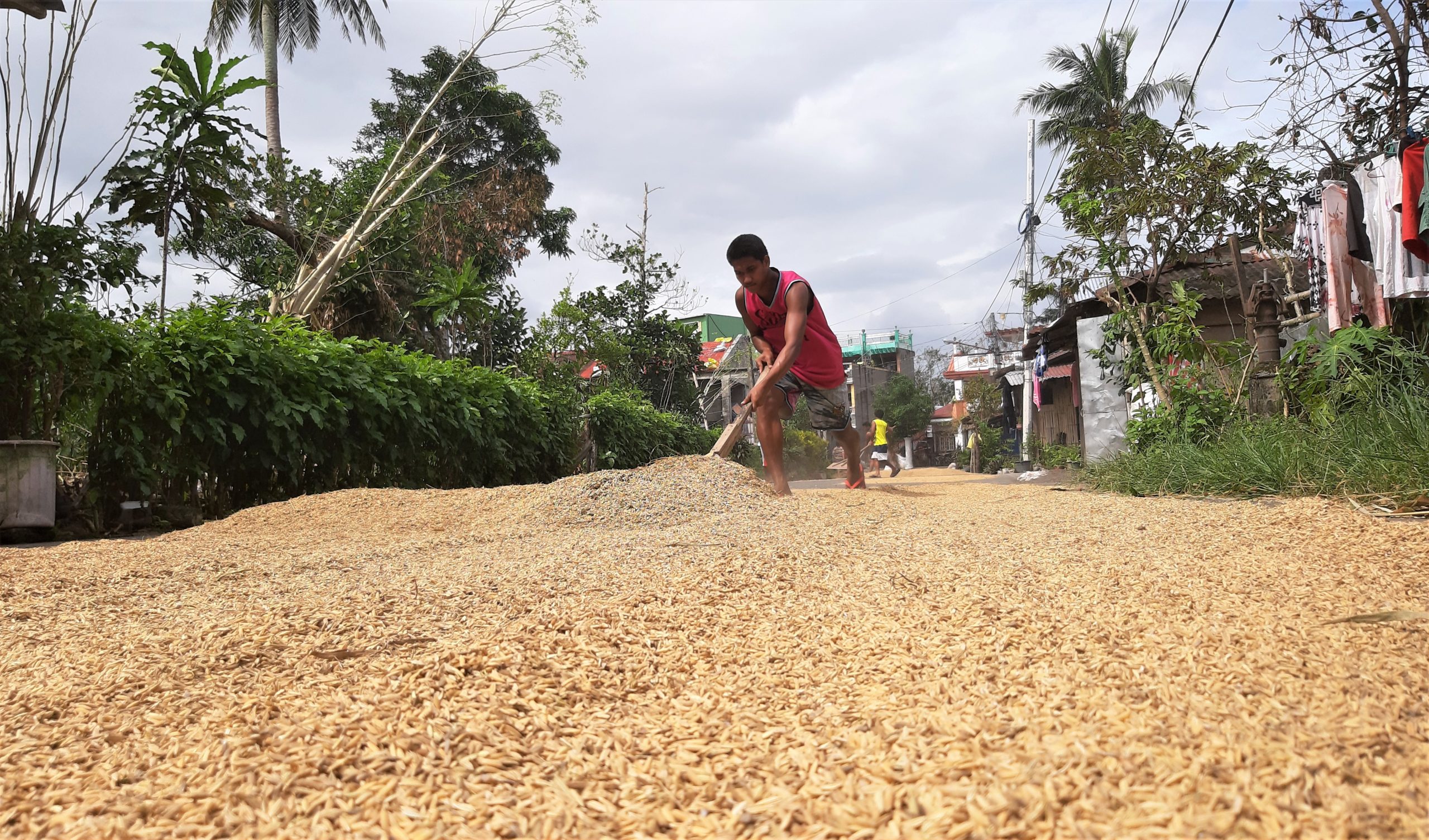 Initial estimated agri sector typhoon damage pegged at P1.1 billion ...