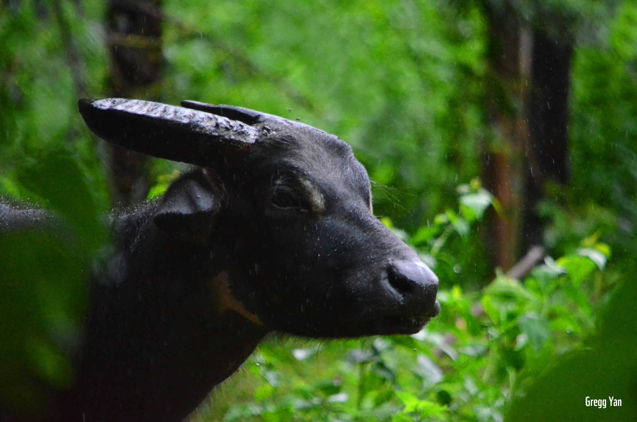 ‘Kalibasib’ played ‘educator, advocate’ for tamaraw conservation ...