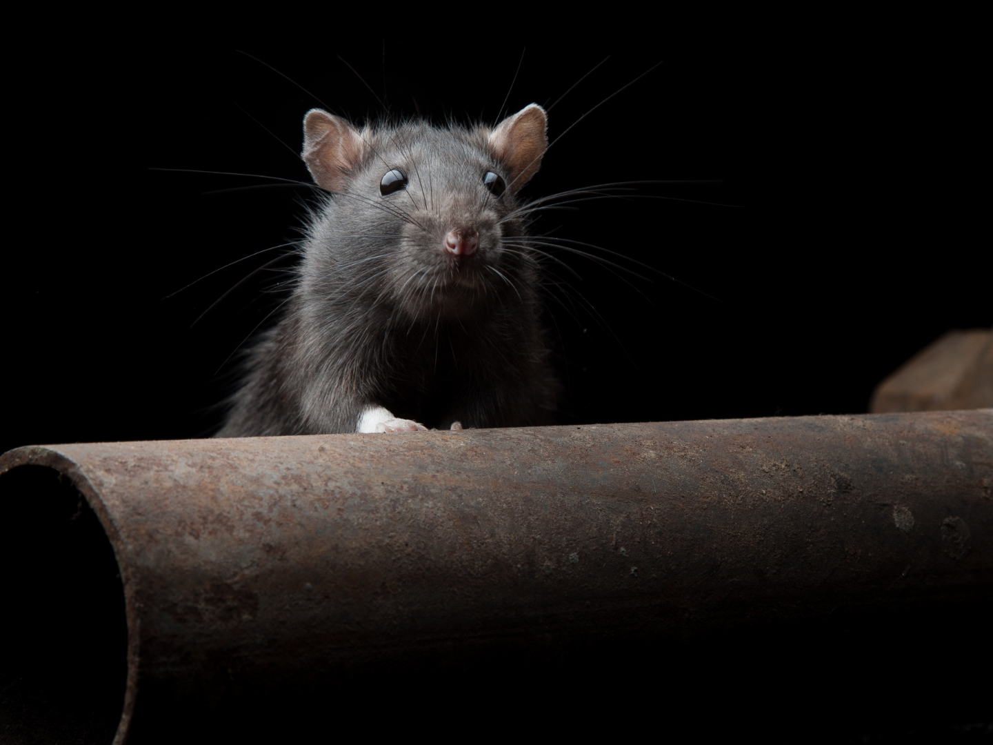 Pampanga town dangles total of P1M in reward for dead rats | Inquirer News