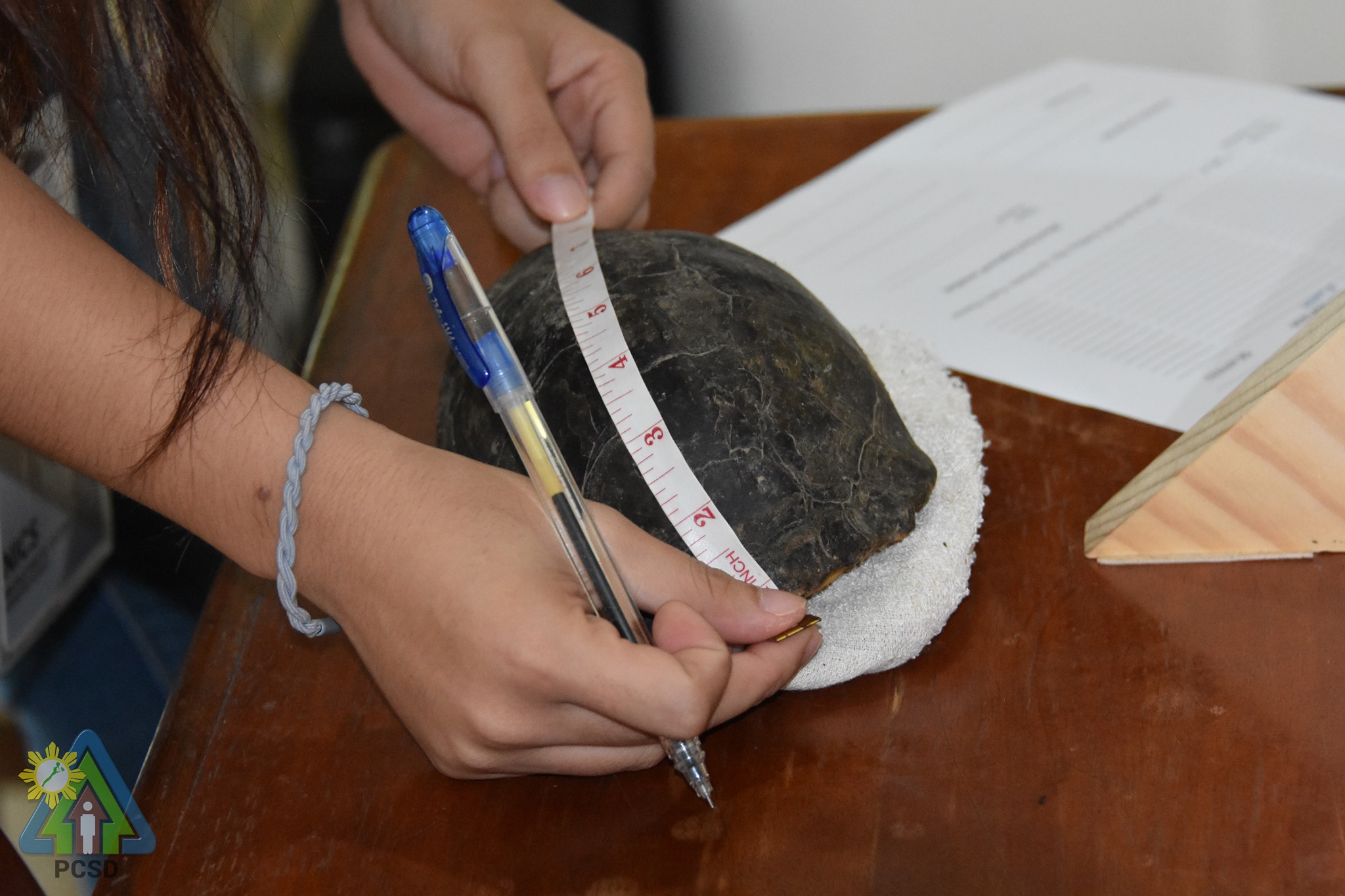 Endangered turtle rescued in Puerto Princesa | Inquirer News