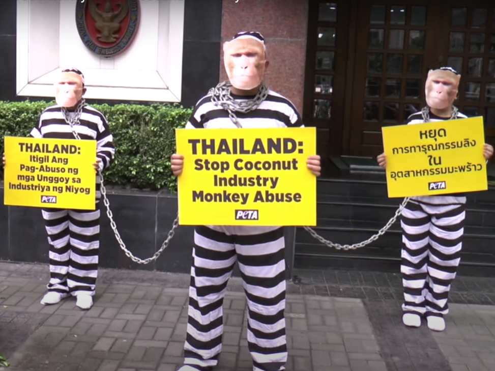 WATCH: PETA protests Thailand’s forced monkey labor in coco industry ...