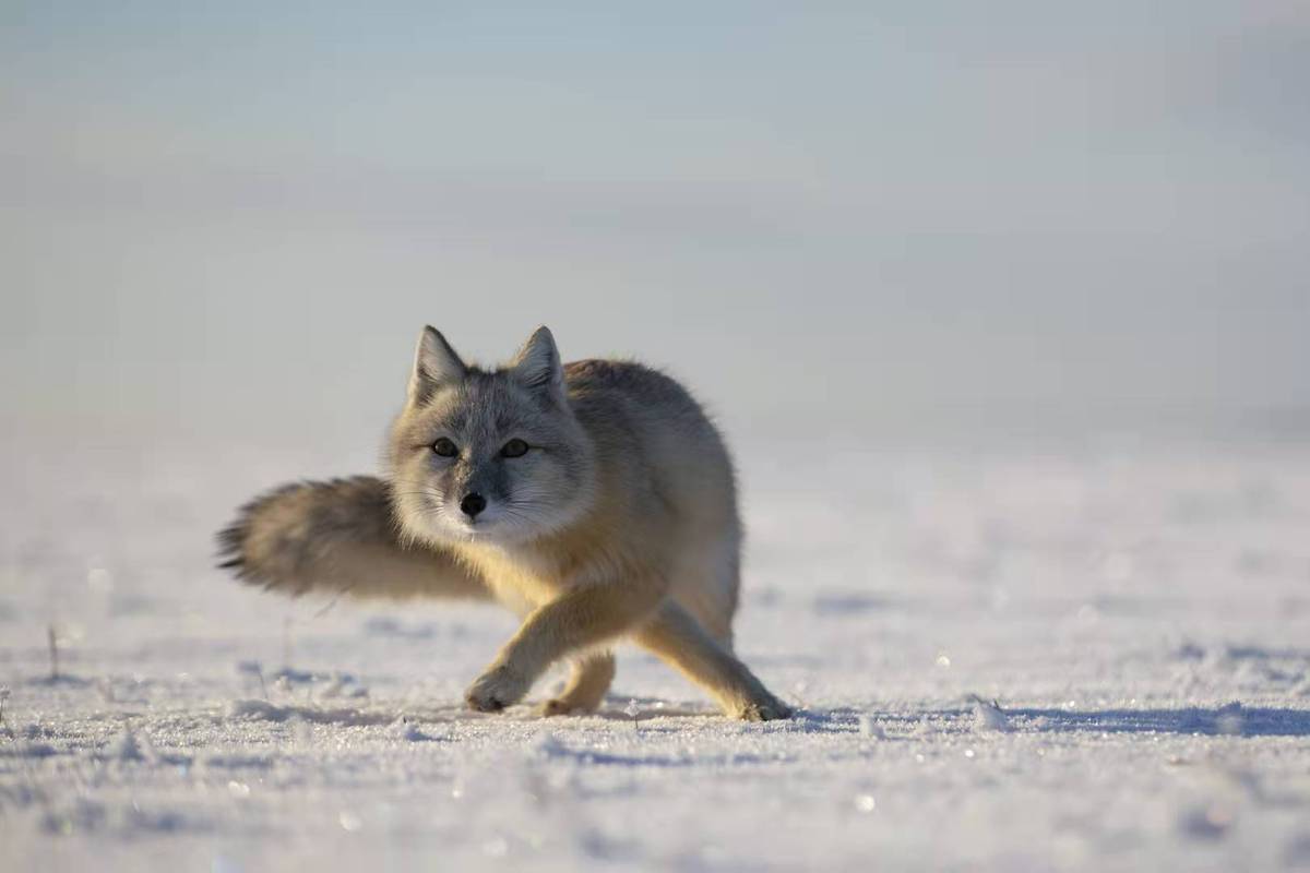 LOOK: Endangered foxes photographed in Inner Mongolia | Inquirer News
