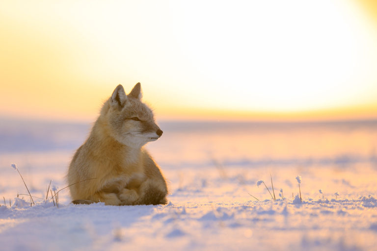 LOOK: Endangered foxes photographed in Inner Mongolia | Inquirer News