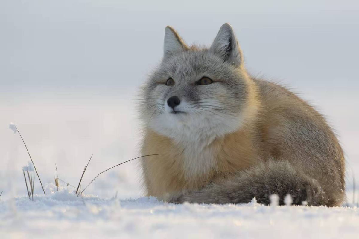 LOOK: Endangered foxes photographed in Inner Mongolia | Inquirer News