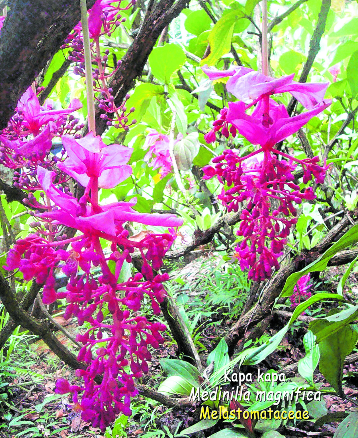 Makiling wildlife takes a breather | Inquirer News