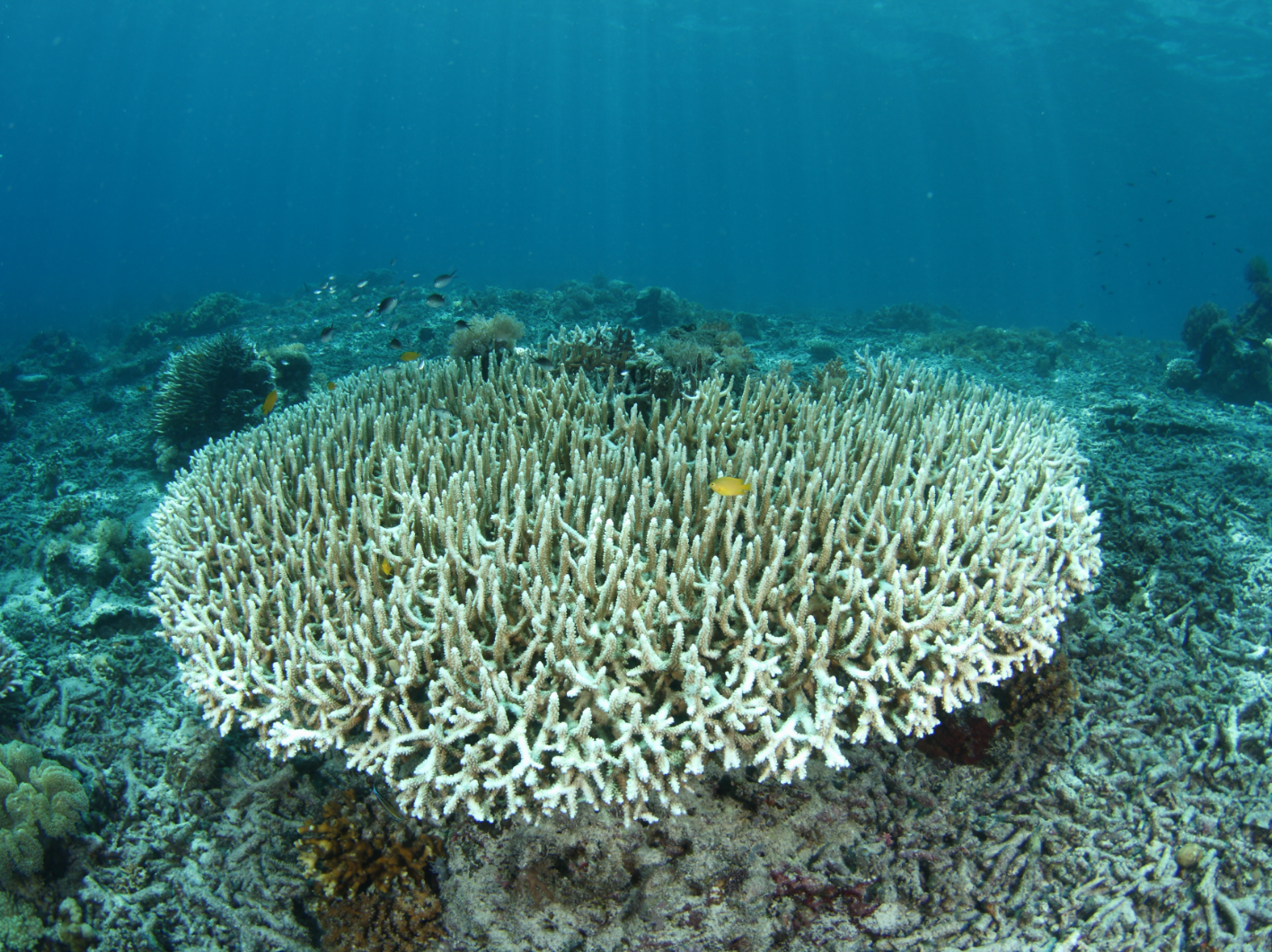 'Corals are being cooked': A third of Taiwan's reefs are dying ...