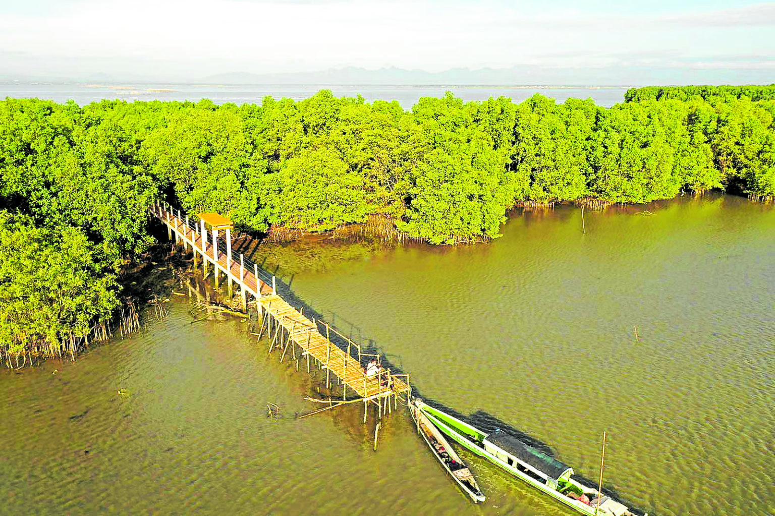 Sasmuan is haven for birds, mangroves | Inquirer News