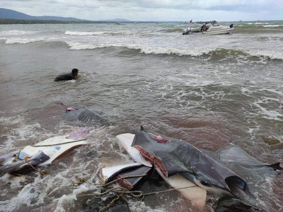 Over 300 kilograms of manta ray meat seized off Zamboanga del Norte ...