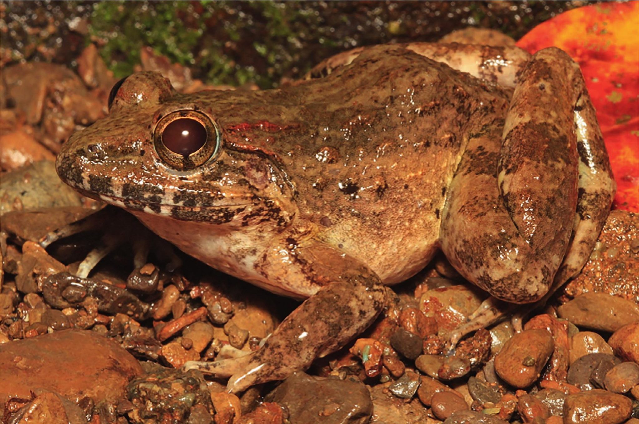 US researchers discover new 'cryptic' fanged frog species in Mindoro ...