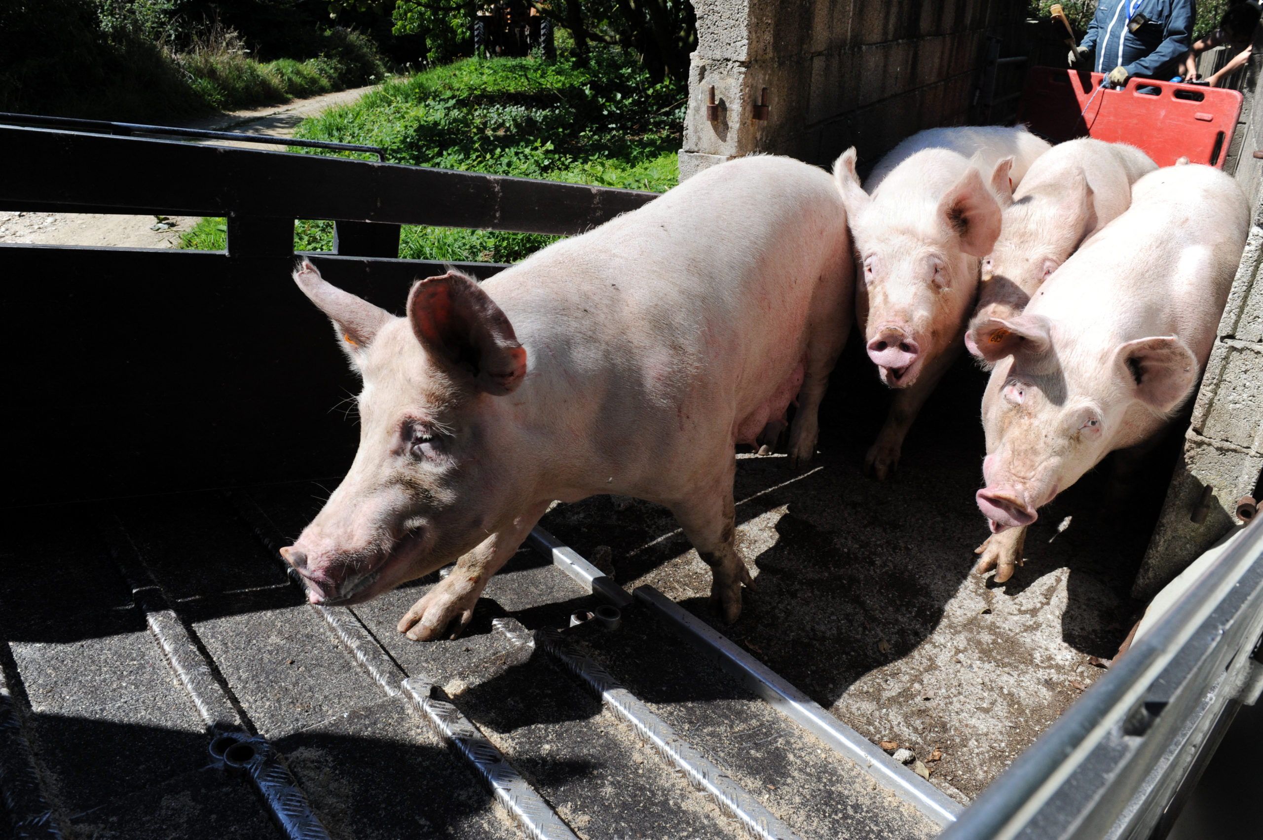 Deadline looms for French pig farmers on castration choice | Inquirer News