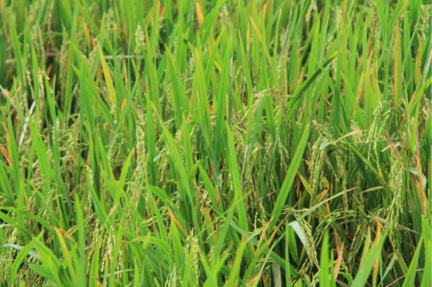 Fall armyworms ravage farms in 4 Cagayan Valley provinces | Inquirer News
