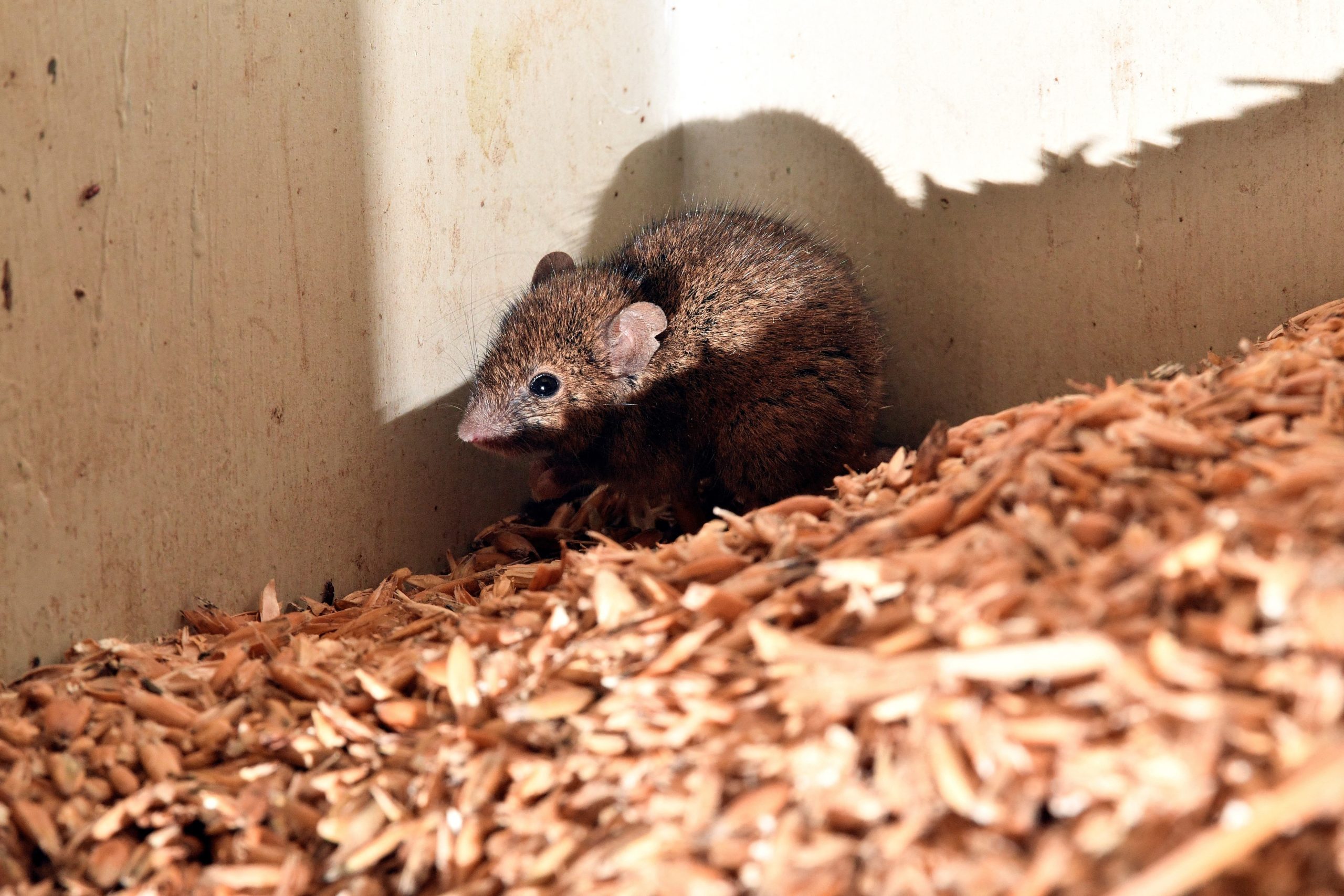 Mouse plague forces Australian prison evacuation | Inquirer News