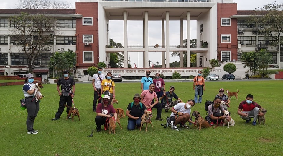 The dogs of UP Diliman: When love is enough | Inquirer News