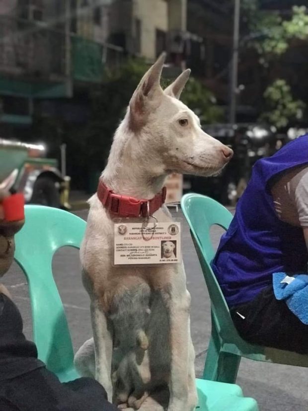Run free, Chichi! Manila’s first ‘dog frontliner’ passes away ...