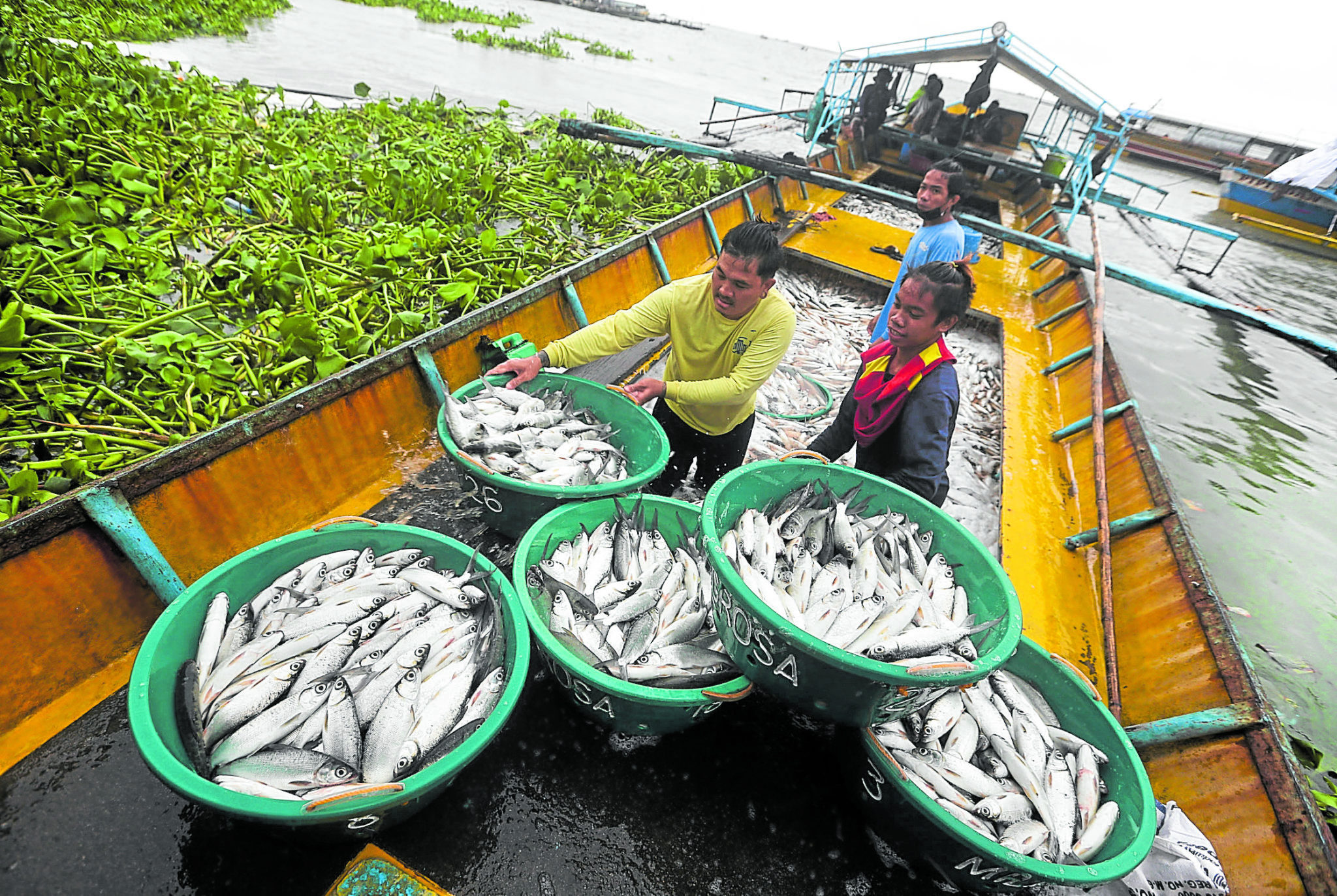 Program for Laguna de Bay good, but fishers feel forgotten | Inquirer News