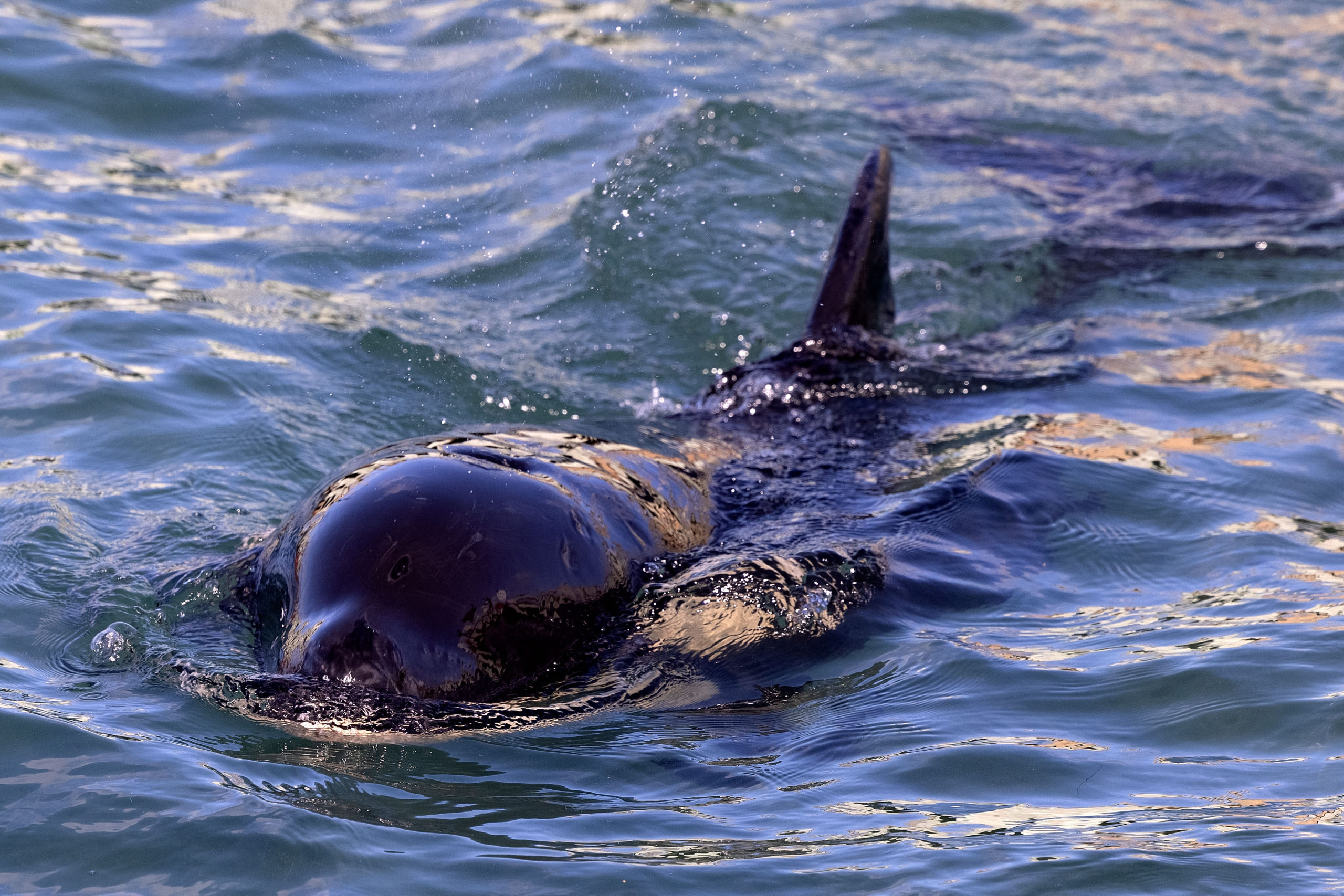 Race to find beached baby orca's mother in New Zealand | Inquirer News