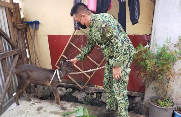 Endangered PH deer saved from drowning, shark attack by fishers in N ...
